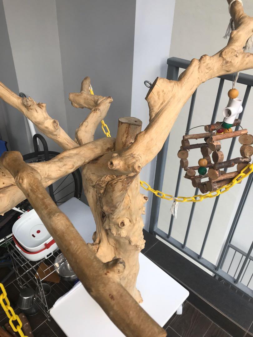 Java Wood Tree Top Perch, Pet Supplies, Homes & Other Pet Accessories ...