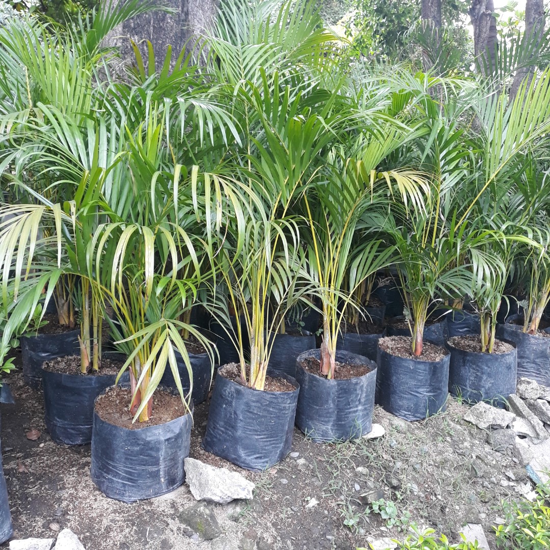 Palmera indoor, Furniture & Home Living, Gardening, Plants & Seeds on ...