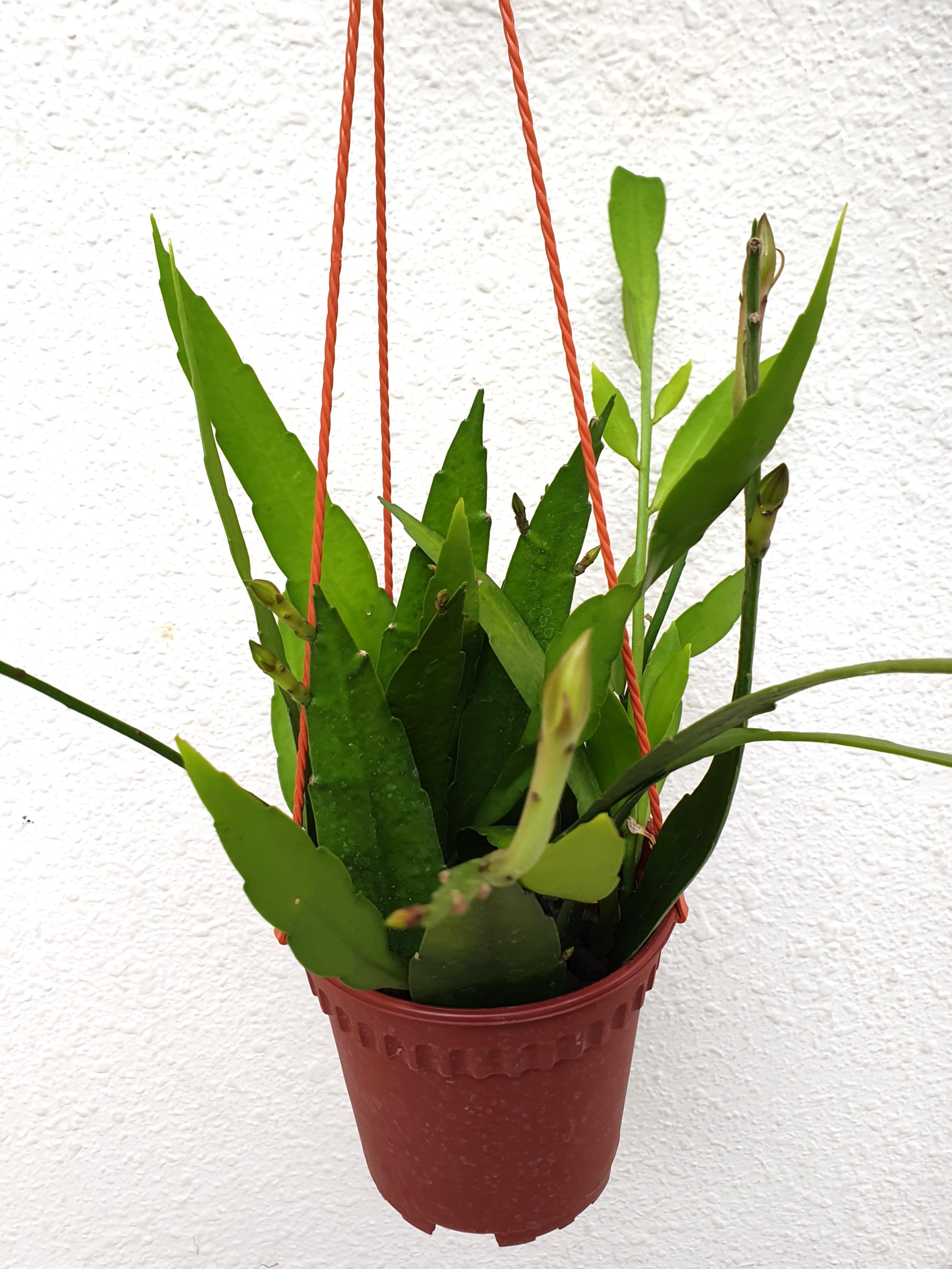 Disocactus Crenatus, Furniture & Home Living, Gardening, Plants & Seeds ...