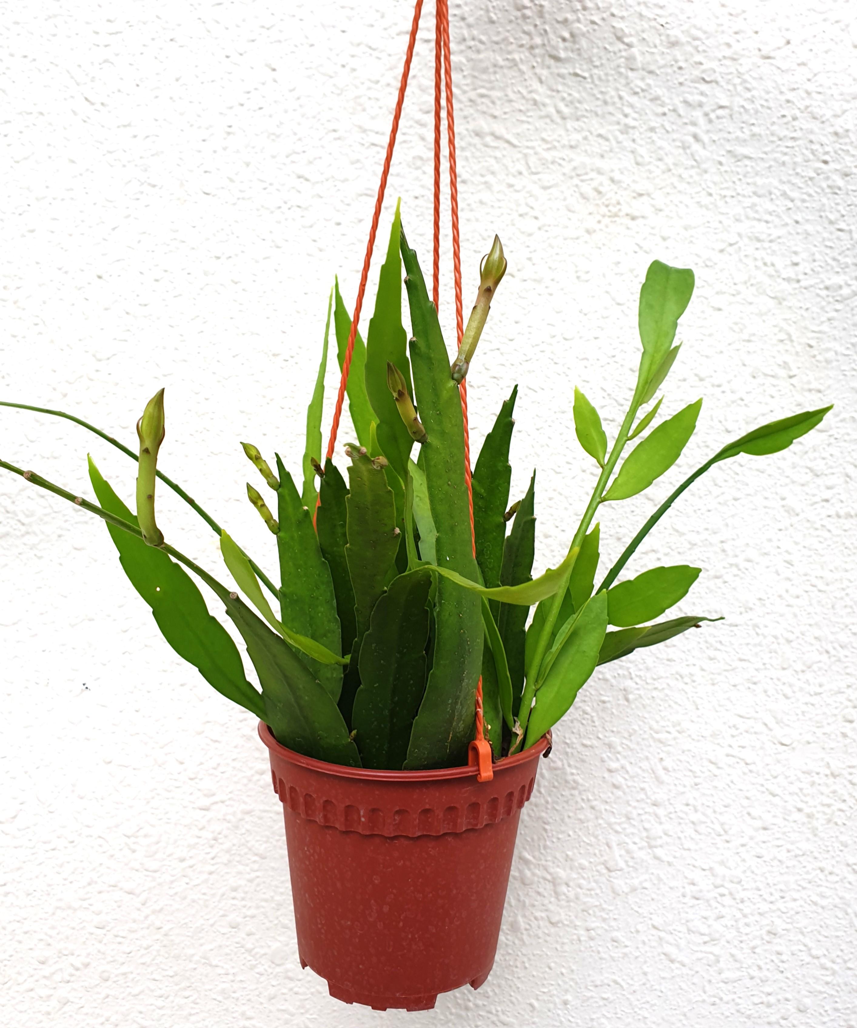 Disocactus Crenatus, Furniture & Home Living, Gardening, Plants & Seeds ...