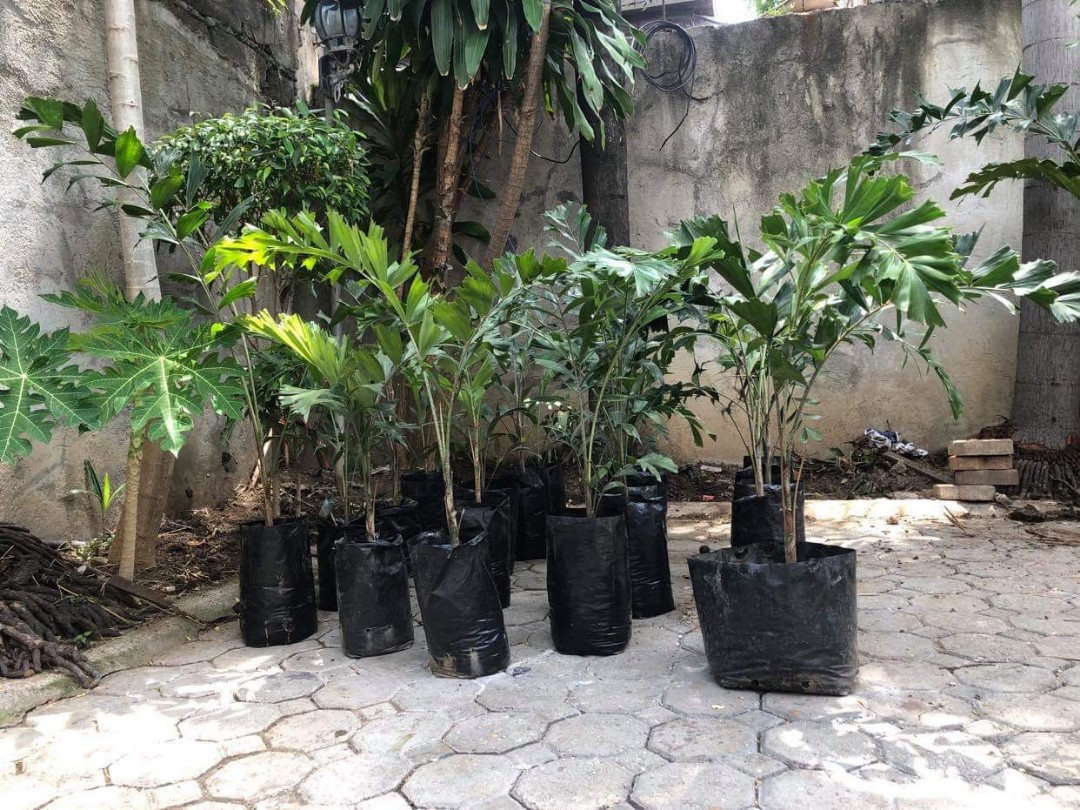 FOXTAIL PALM TREES 2 TO 4FT WODYETIA BIFURCATA Furniture Home FOXTAIL PALM TREES 2 TO 4FT WODYETIA BIFURCATA Furniture Home