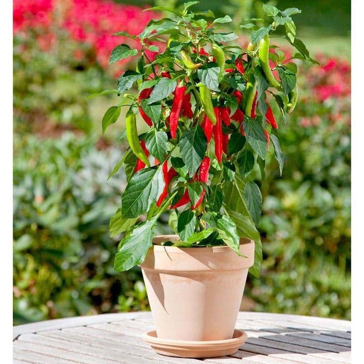 Organic chilli Pepper plant Chilli Padi Big Chilli Free Cup!, Gardening ...