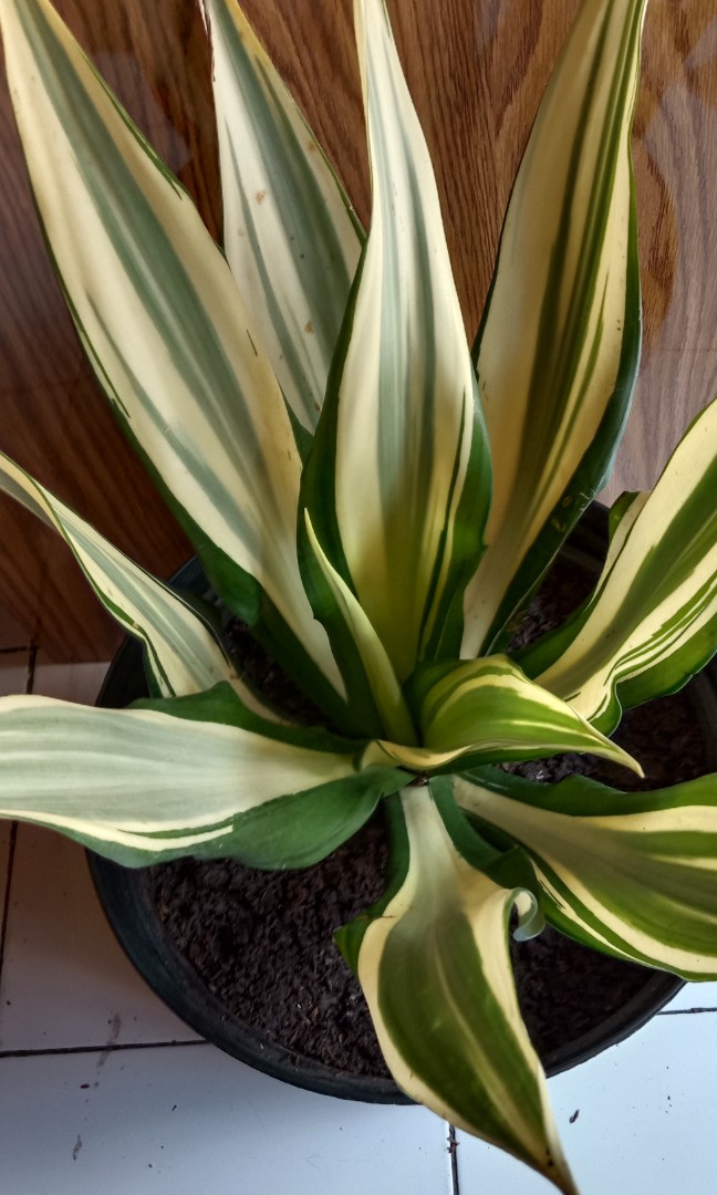 Tanaman hias agave giant varigata, Perkebunan di Carousell