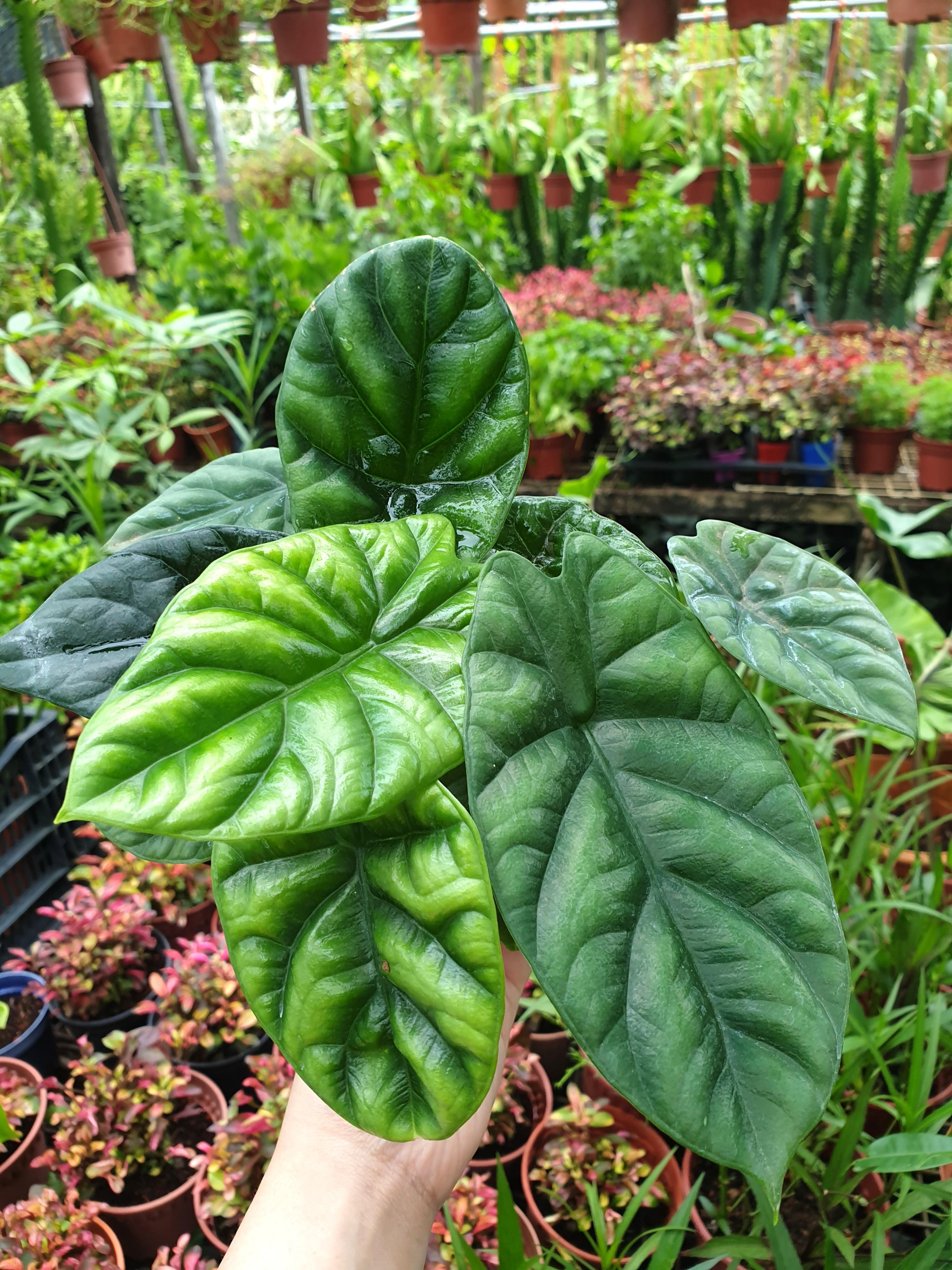 Alocasia Sinuata #newbiejune, Furniture & Home Living, Gardening ...