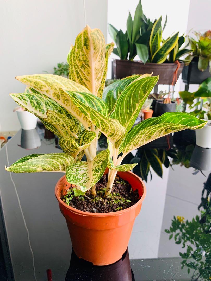 Aglaonema Siam King (Thai Hybrid), Furniture & Home Living, Gardening ...