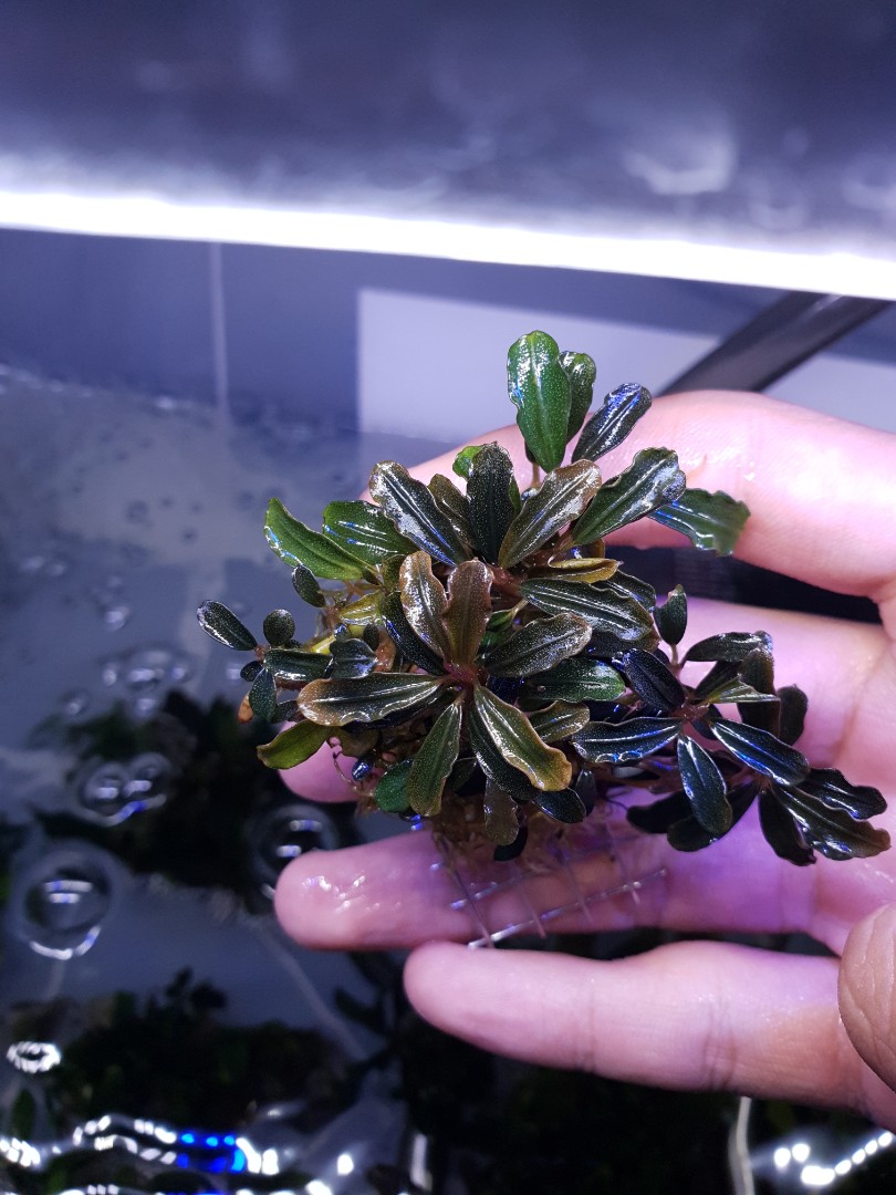 Bucephalandra sp Brownie Amanda, Furniture & Home Living, Gardening ...