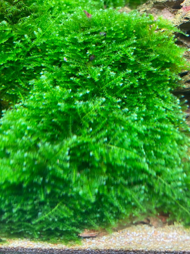Mini Taiwan moss, Pet Supplies, Homes & Other Pet Accessories on Carousell