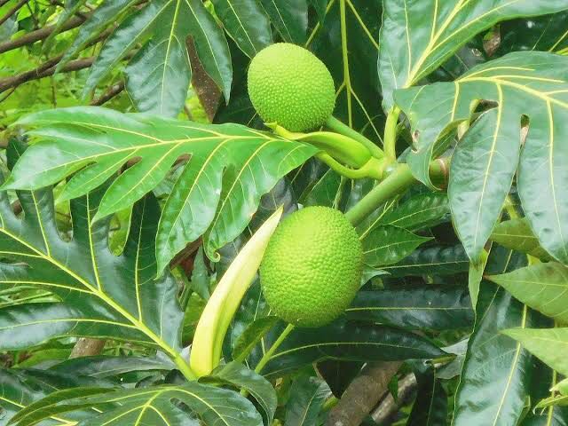 Rimas Plant (Bread Fruit), Furniture & Home Living, Gardening, Plants ...