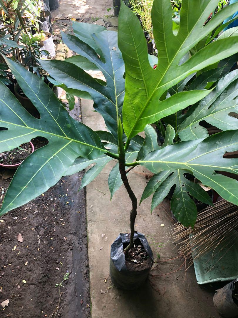 Rimas Plant (Bread Fruit), Furniture & Home Living, Gardening, Plants ...