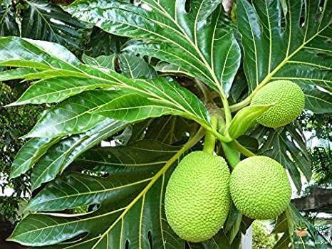 Rimas Plant (Bread Fruit), Furniture & Home Living, Gardening, Plants ...