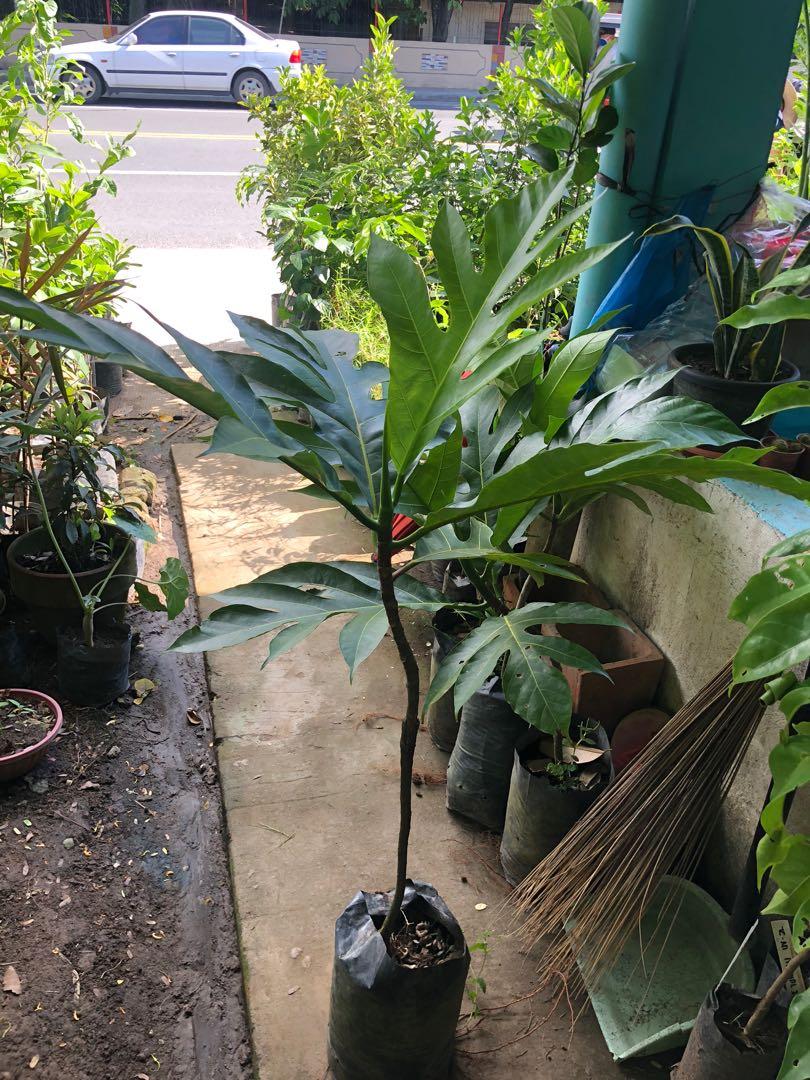 Rimas Plant (Bread Fruit), Furniture & Home Living, Gardening, Plants ...