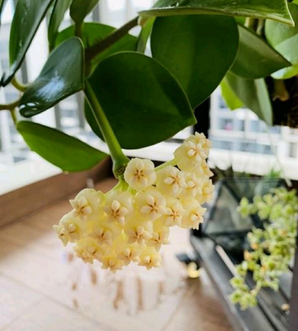 Hoya Pachyclada Kerr (Wax Plant/Porcelain Jasmine Scented Fragrance ...
