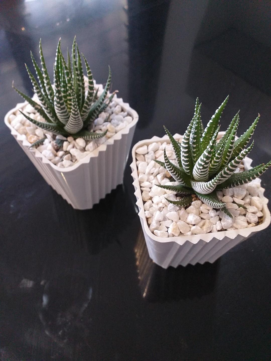 Zebra Plant Cactus : Haworthia attenuata (zebra cactus plant) small ...