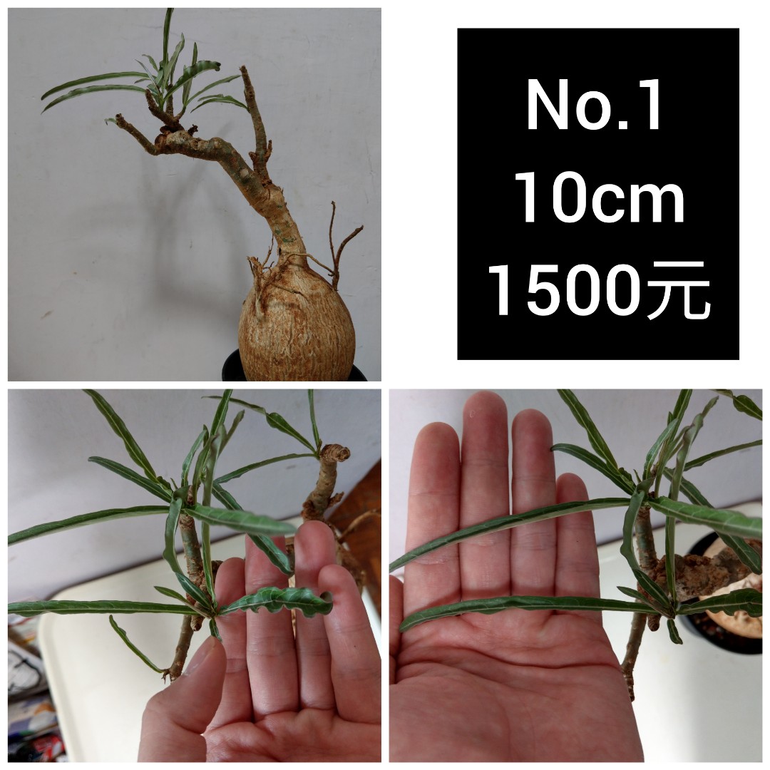 adenium somalense nova tanzania, 傢俬＆家居, 園藝, 土壤和肥料 - Carousell