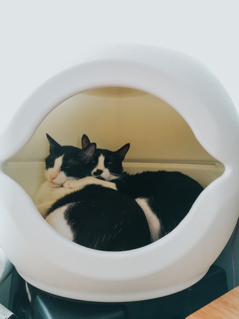 Cat Pod House Condo, Pet Supplies, For Cats, Cat Accessories on Carousell