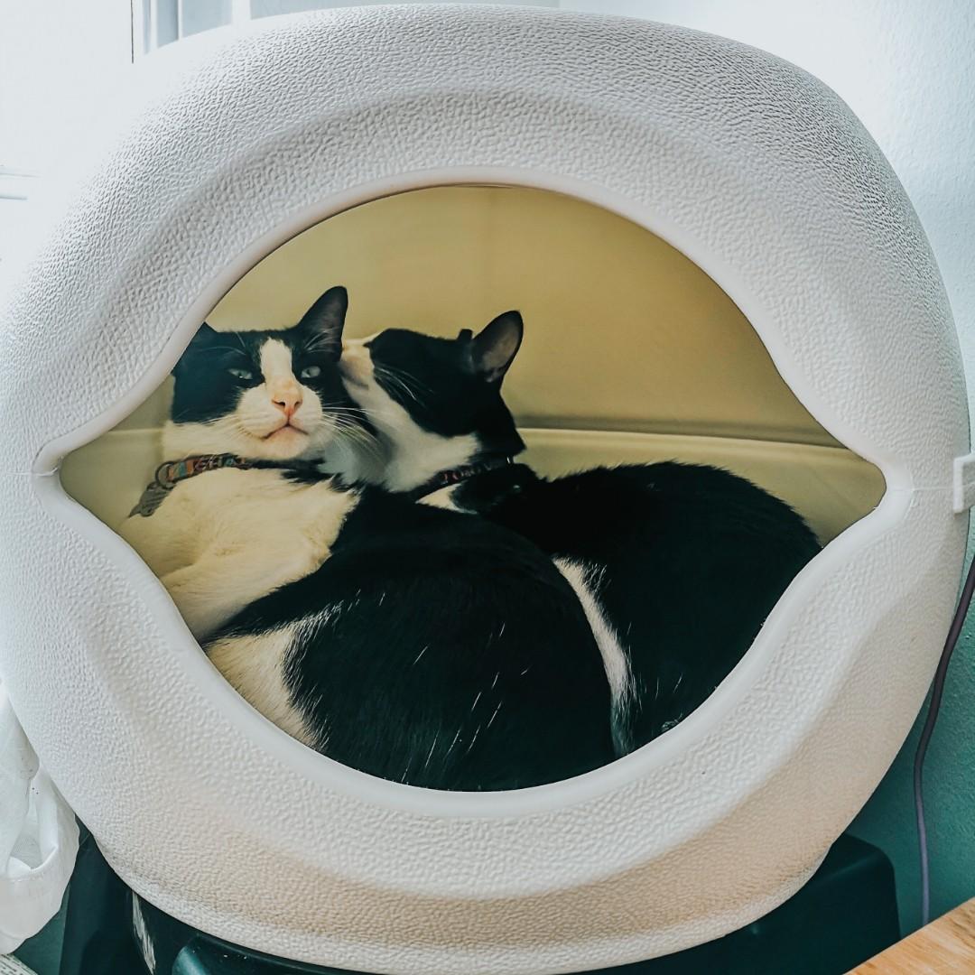 Cat Pod House Condo, Pet Supplies, For Cats, Cat Accessories on Carousell