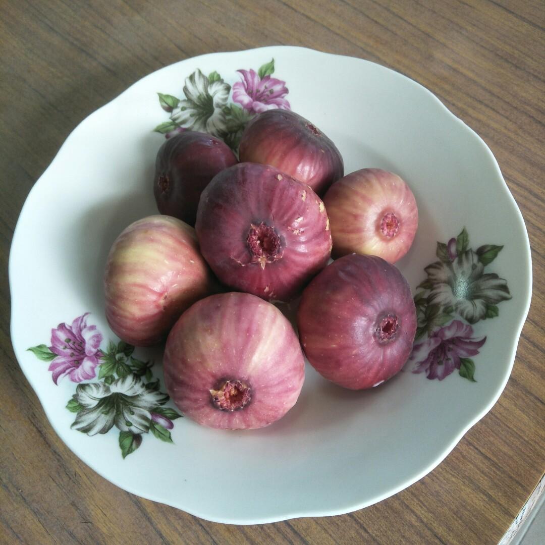 Fig plant IBG big size fruit juicy sweet delicious marcotted potted ...