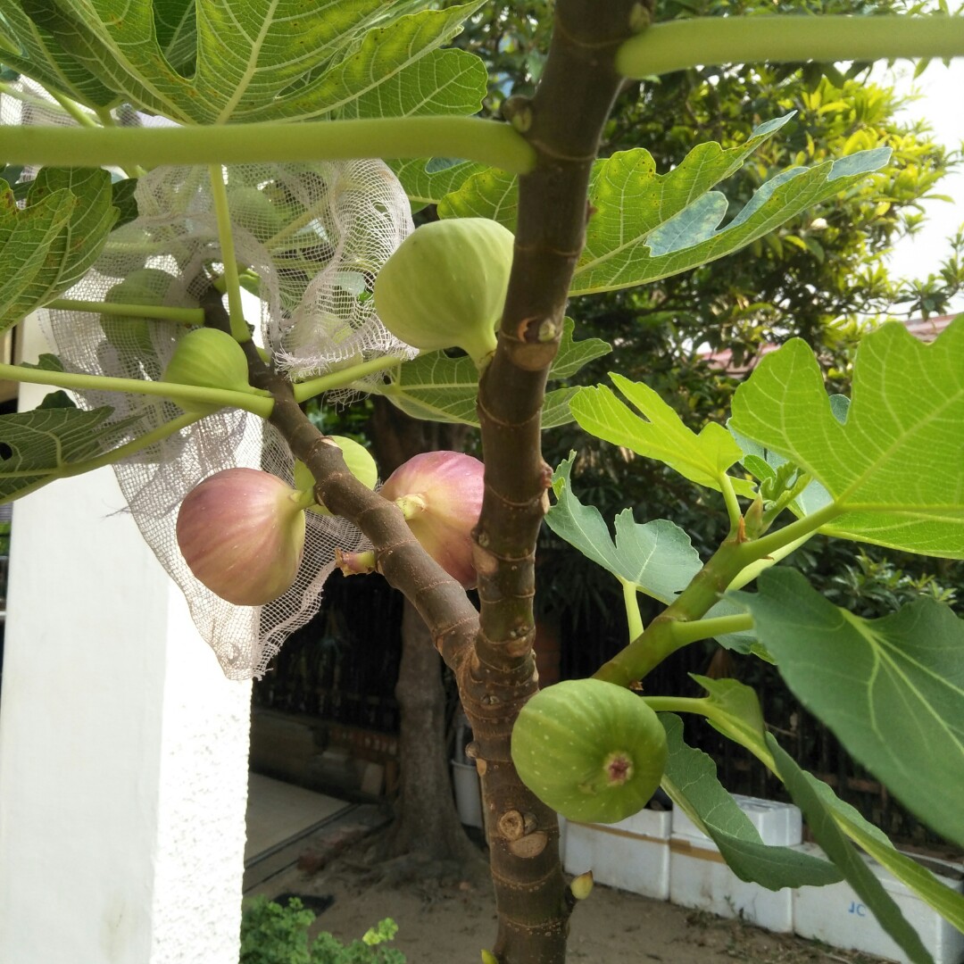 Fig plant IBG big size fruit juicy sweet delicious marcotted potted ...