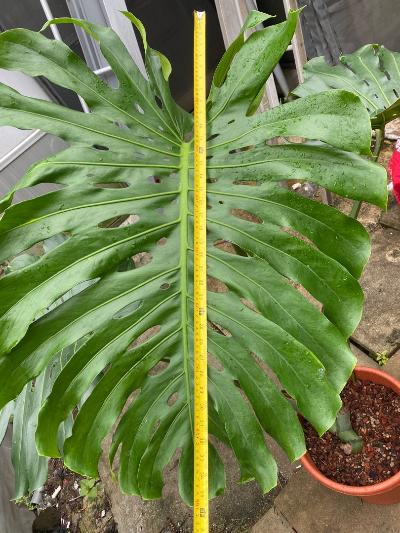 Giant Monstera deliciosa, Furniture & Home Living, Gardening, Plants ...