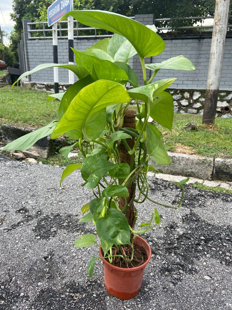 Money Plant with Moss Pole // REAL PLANT // POKOK HIDUP, Furniture ...