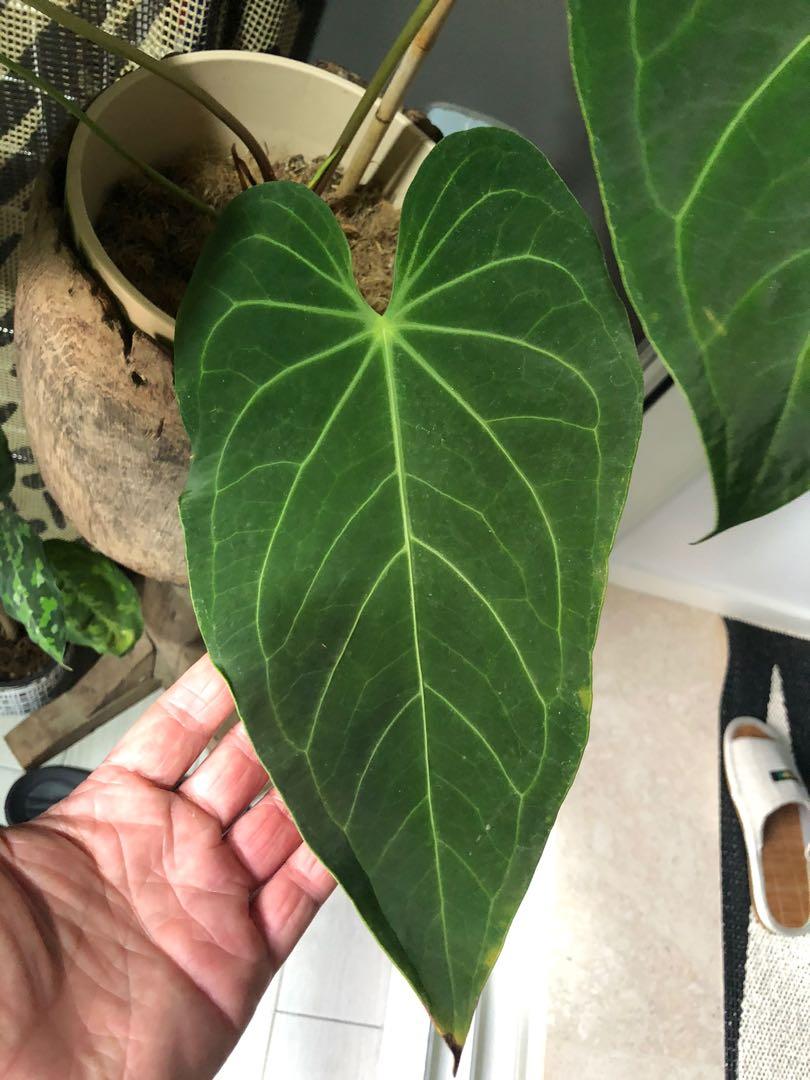 Anthurium Magnificum hybrid - large size!, Furniture & Home Living ...