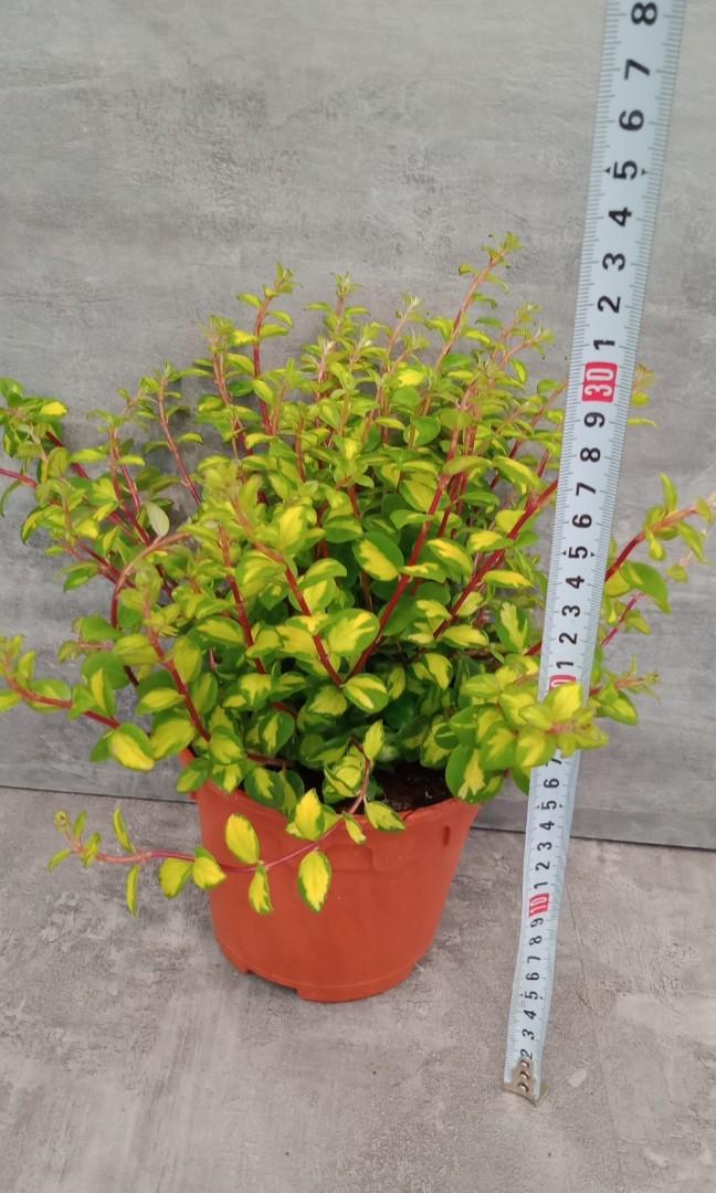 Columnea variegated Goldfish plant, Furniture & Home Living, Gardening ...
