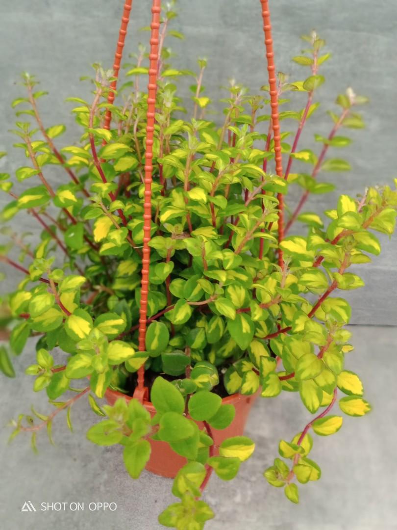 Columnea variegated Goldfish plant, Furniture & Home Living, Gardening ...