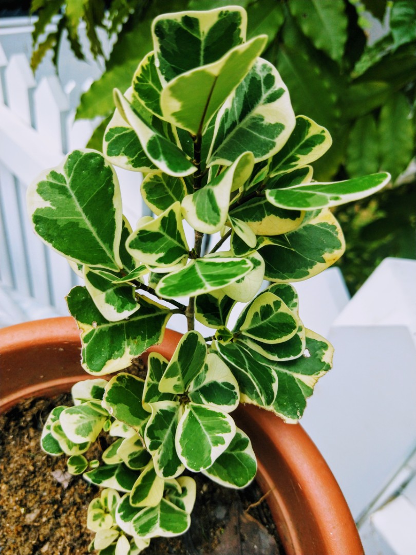 FICUS TRIANGULARIS VARIEGATA, Gardening, Plants on Carousell