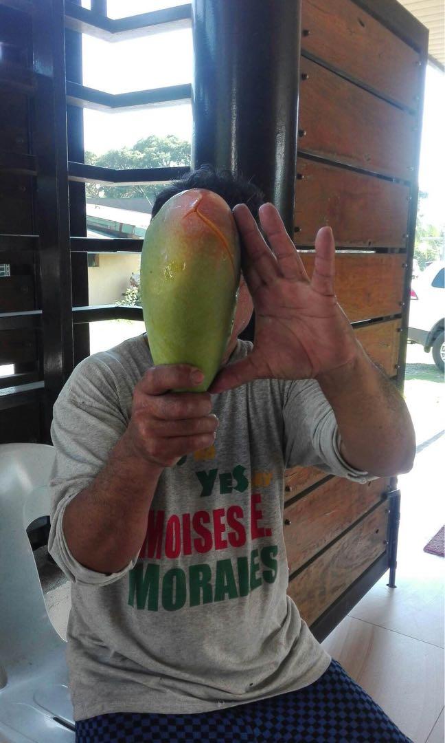 Golden Queen Mango, Furniture & Home Living, Gardening, Plants & Seeds ...