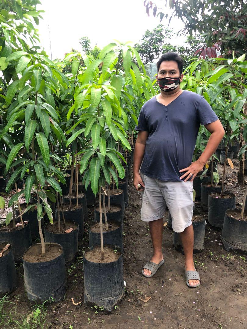 Golden Queen Mango, Furniture & Home Living, Gardening, Plants & Seeds ...