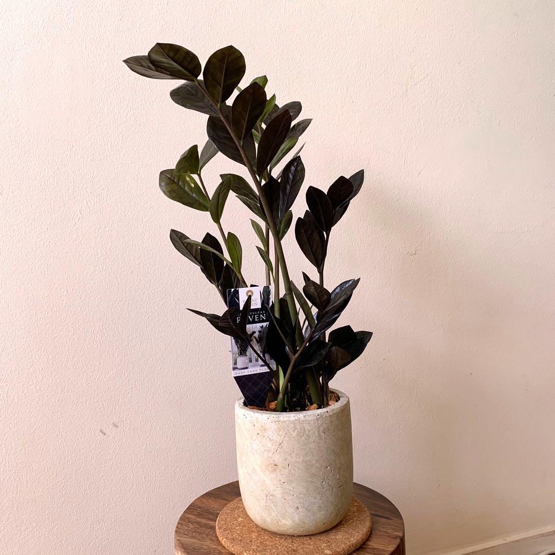 Raven ZZ Black from Holland in antique cement pot, Furniture & Home ...
