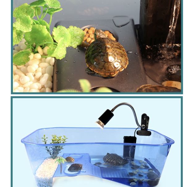 Terrapin feeding tank, Pet Supplies, Homes & Other Pet Accessories on ...