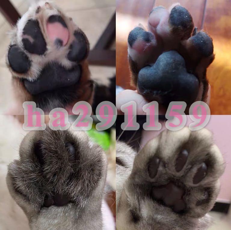 全新Codos CP-5000 精細陶瓷剃毛器 貓狗可用, 寵物用品, 寵物家品及其他 - Carousell