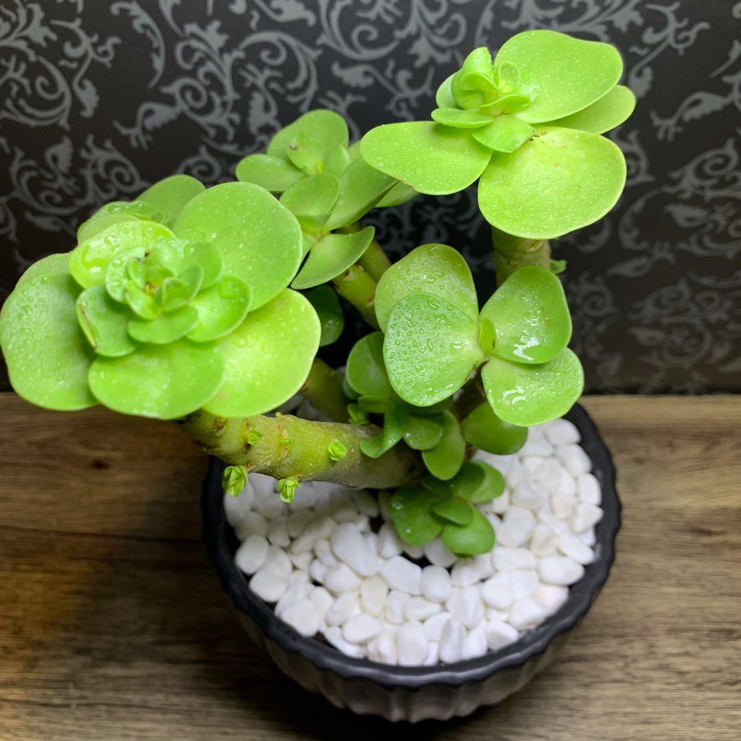 Gold Coin Plant (Portulaca Molokiniensis), Furniture & Home Living ...