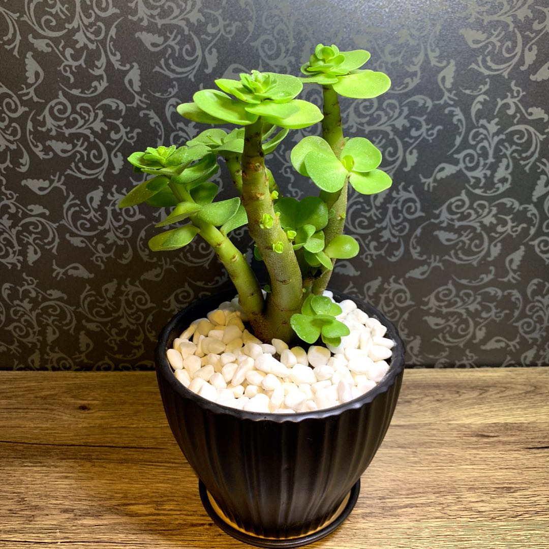 Gold Coin Plant (Portulaca Molokiniensis), Furniture & Home Living ...