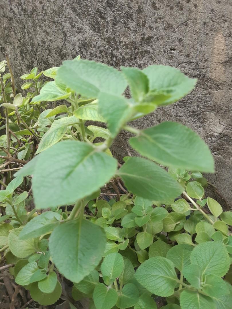 Oregano / "Kalabo" Cuttings, Furniture & Home Living, Gardening, Plants ...