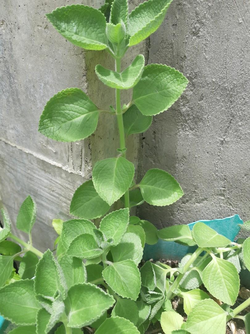 Oregano / "Kalabo" Cuttings, Furniture & Home Living, Gardening, Plants ...