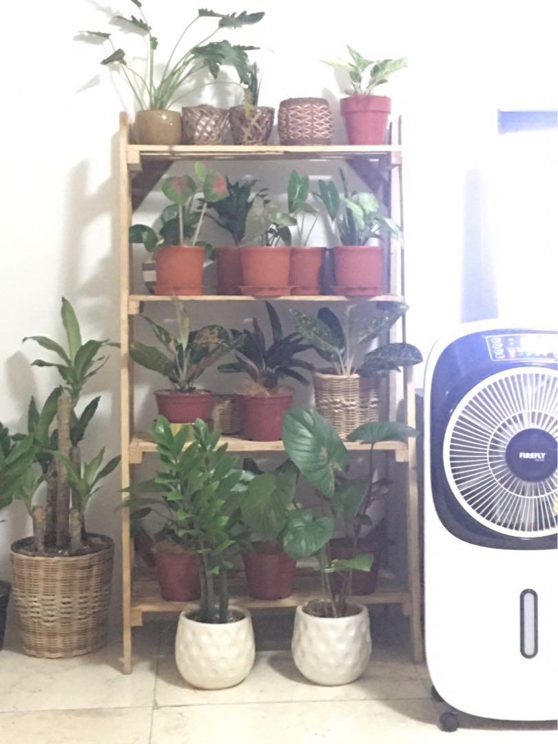 Palochina Plant Rack 4 layers, Furniture & Home Living, Furniture ...