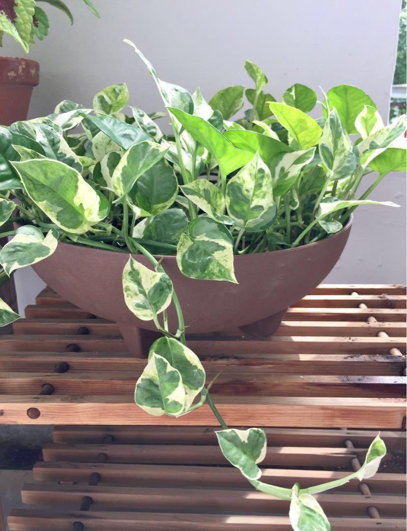 Pothos And Money Plant Same Pothos Plant Pothos And Money Plant Same Pothos Plant