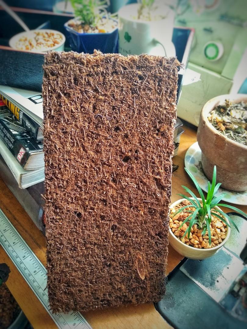 Coco fern slab, Furniture & Home Living, Gardening, Gardening Tools ...