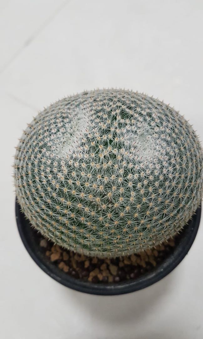 Mammillaria Microthele Cactus double top The Esplanade, Furniture ...
