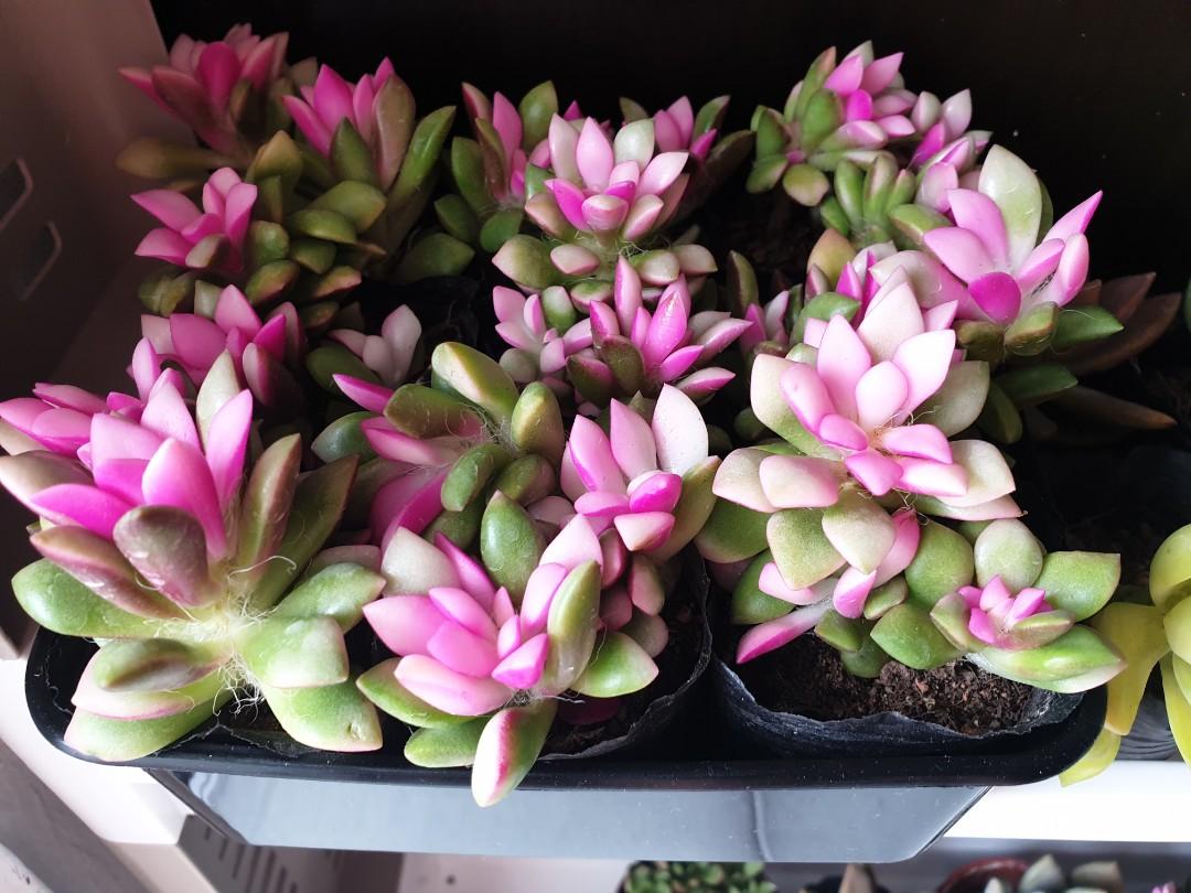 Anacampseros Sunrise PINK Succulent, Furniture & Home Living, Gardening ...