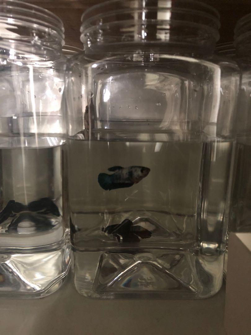 Betta fish tank container, Pet Supplies, Homes & Other Pet Accessories ...