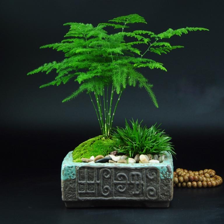 Bonsai: Asparagus Fern In Unique Pot| Indoor Bonsai, Furniture & Home ...