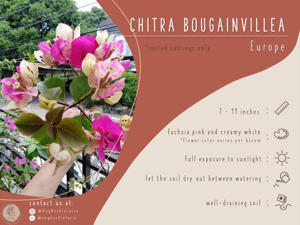 Chitra Bougainvillea, Furniture & Home Living, Gardening, Plants ...