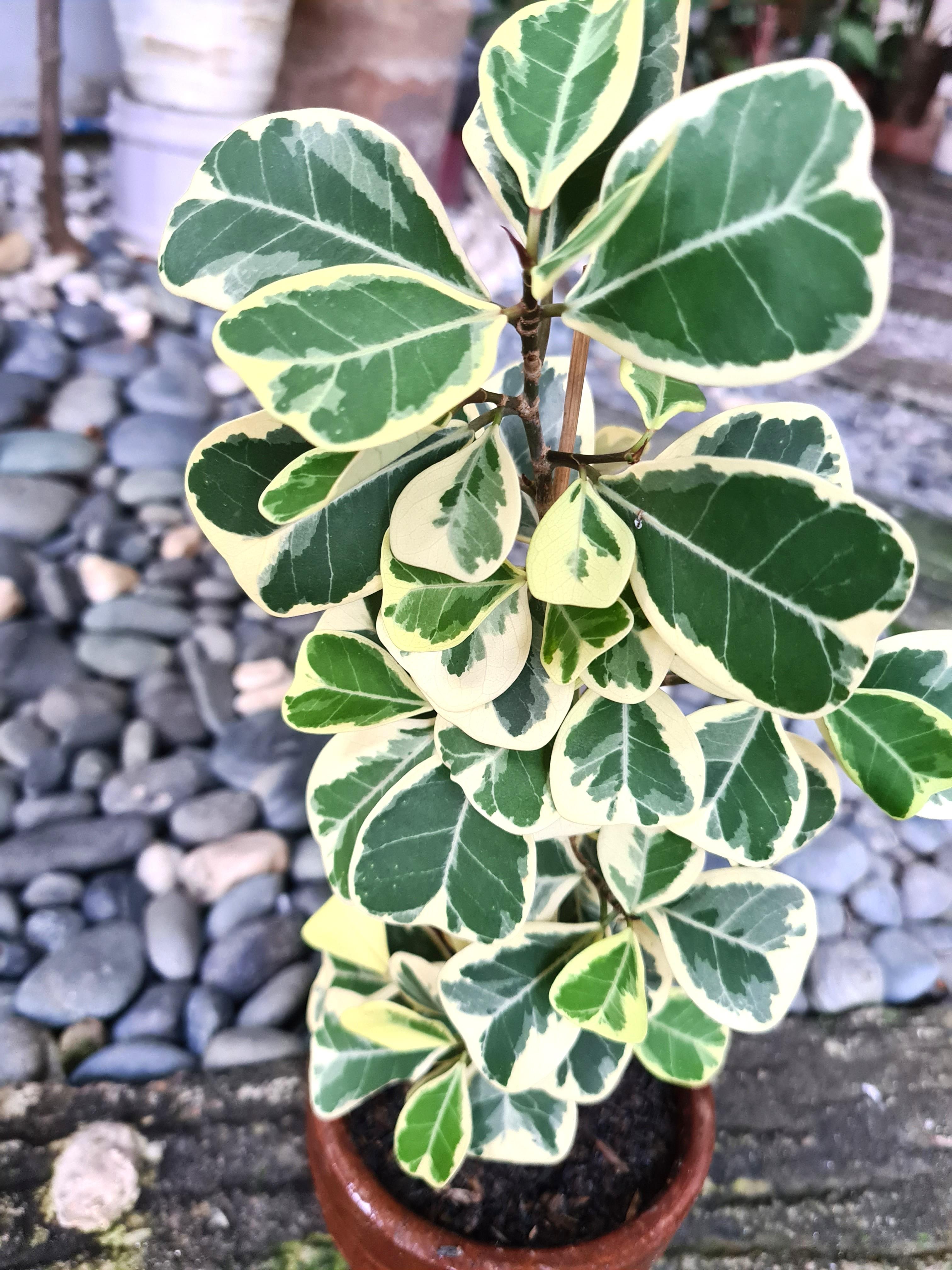 FICUS TRIANGULARIS PLant, Furniture & Home Living, Gardening, Plants ...