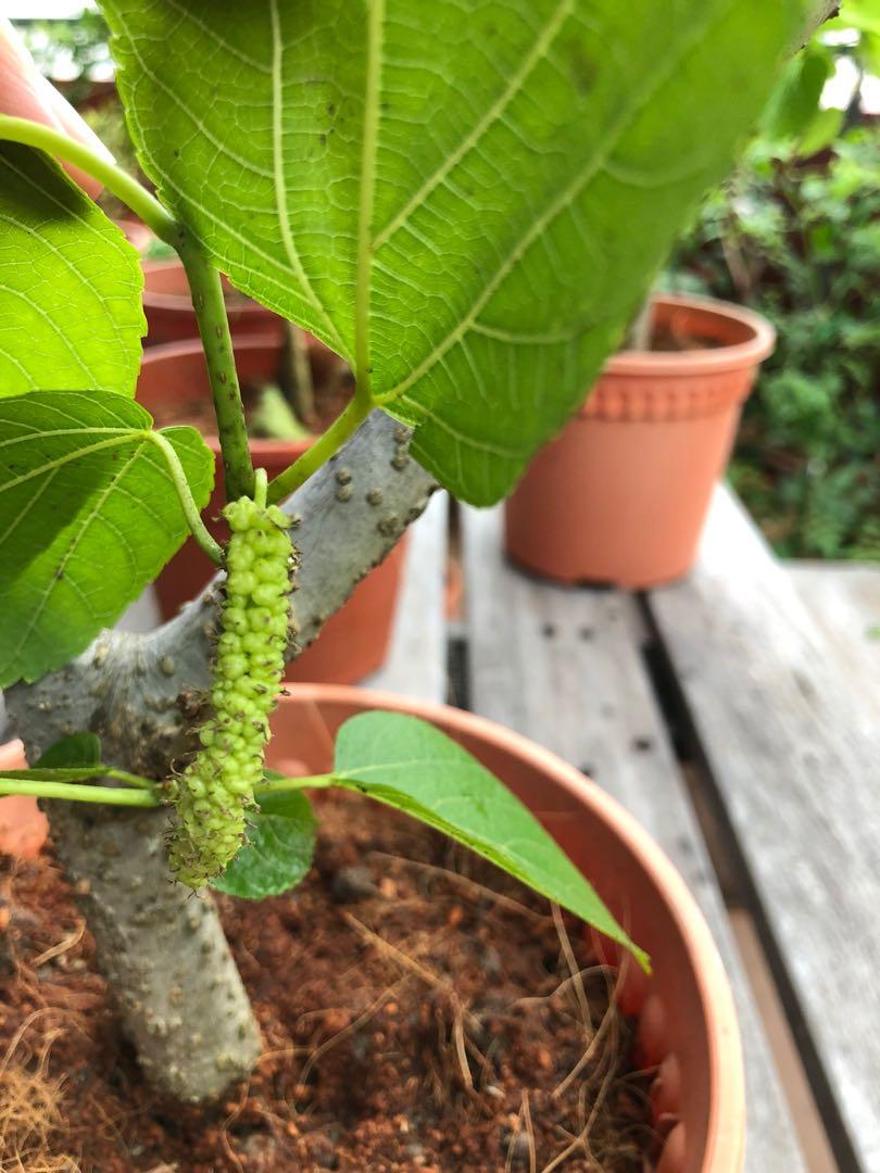 Fruiting Himalayan Mulberry (Morus Macroura) Potted Plant (Rare ...