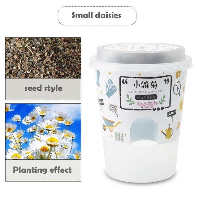 Kids DIY Plant Kit Mini Plant Indoor Plants for Home and Office ...