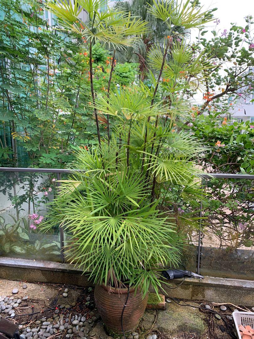 Large Palm (Rhapis multifida), Furniture & Home Living, Gardening ...
