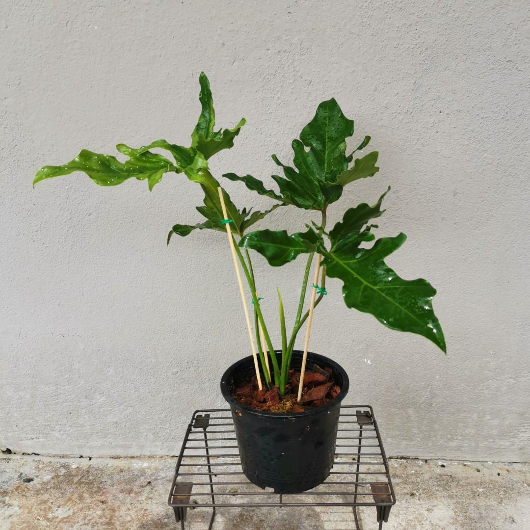 philodendron angela, Furniture & Home Living, Gardening, Plants & Seeds ...
